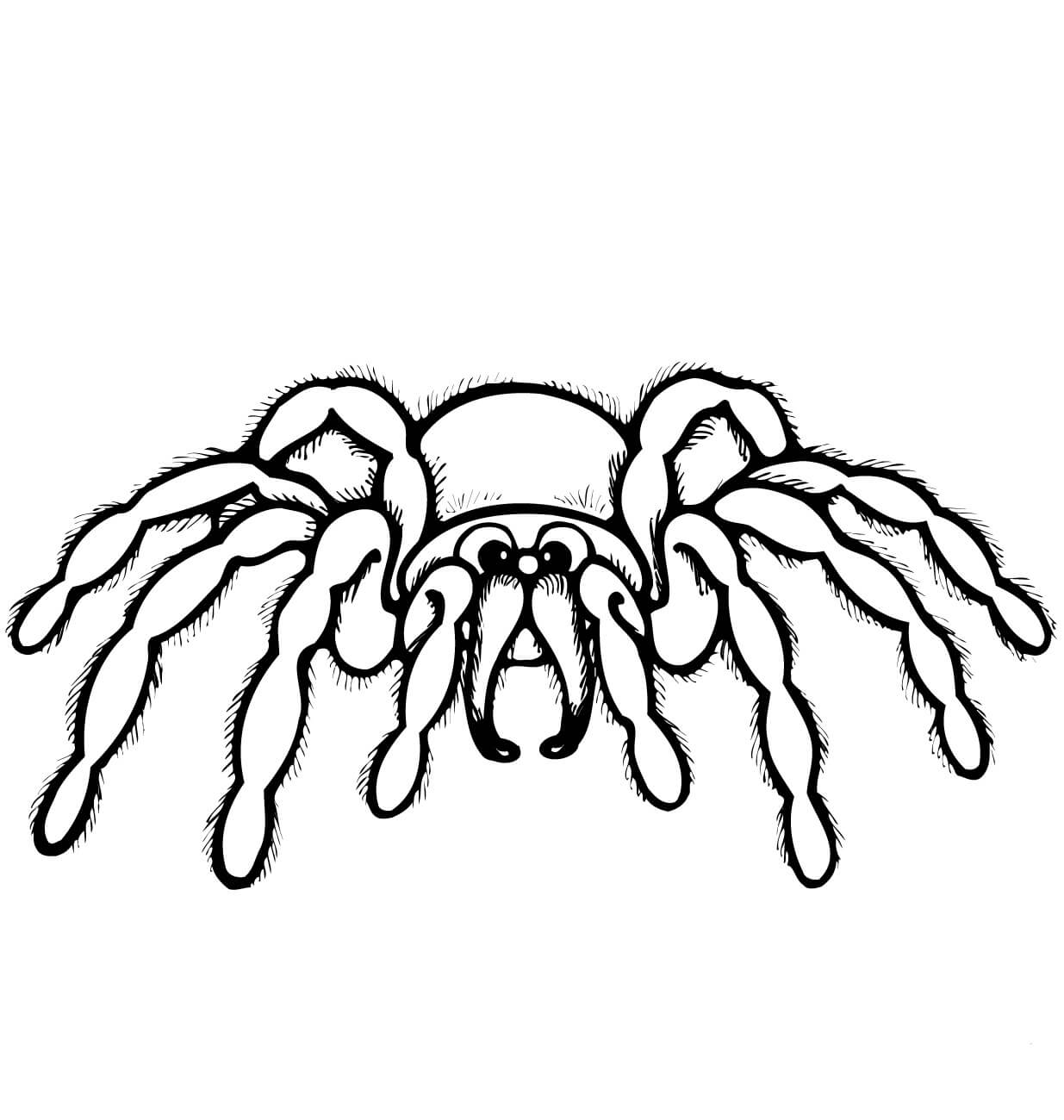 Araña Espeluznante para colorear, imprimir e dibujar –ColoringOnly.Com