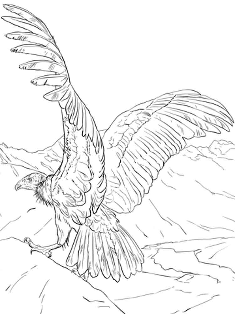 Cóndor Andino para colorear, imprimir e dibujar –ColoringOnly.Com