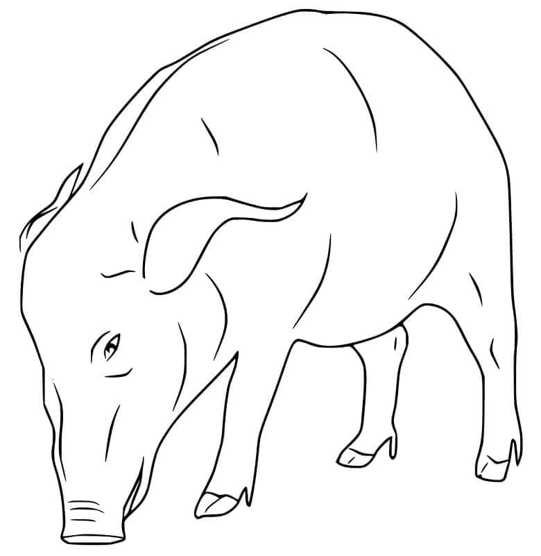 Dibujos de Jabalí para colorear e imprimir– ColoringOnly.Com