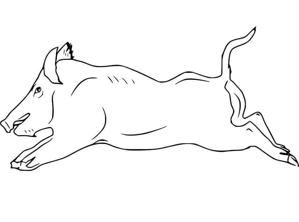 Jabalí Libre para colorear, imprimir e dibujar –ColoringOnly.Com