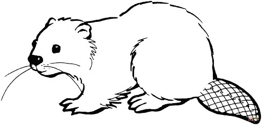 Castor Básico para colorear, imprimir e dibujar –ColoringOnly.Com