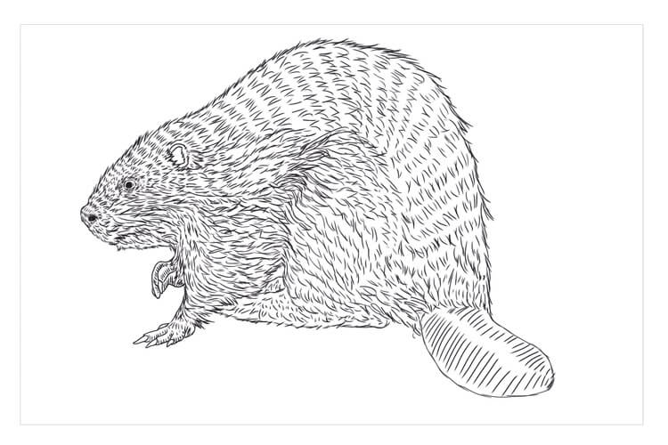Dibujos de Castor para colorear e imprimir– ColoringOnly.Com