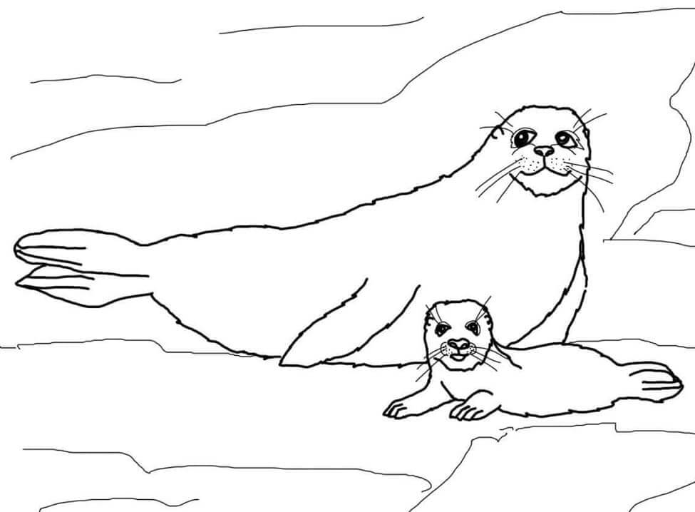 Foca Arpa Madre y Bebé para colorear, imprimir e dibujar –ColoringOnly.Com