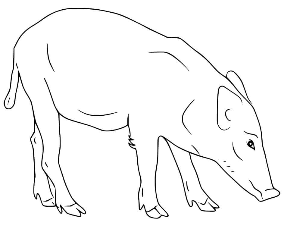 Dibujo Fácil de Jabalí para colorear, imprimir e dibujar –ColoringOnly.Com