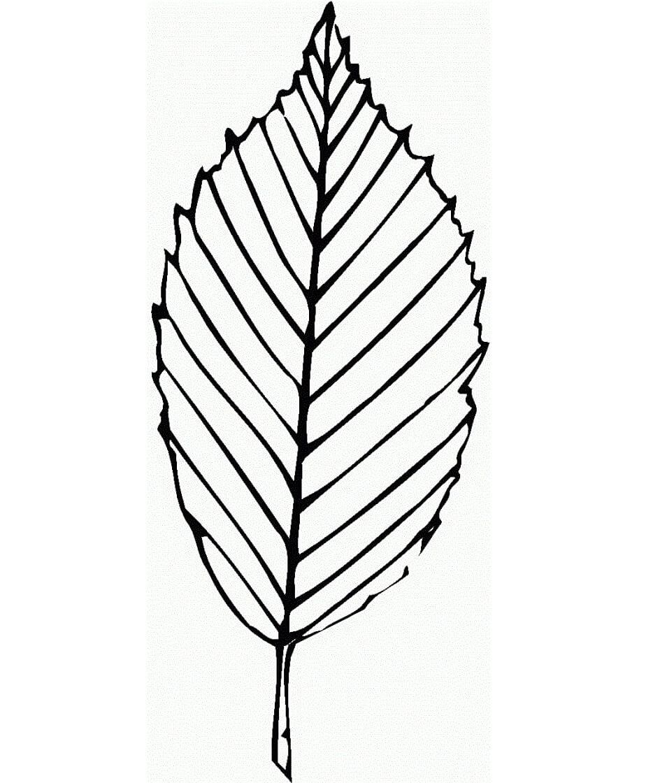 Dos hojas de Otoño para colorear, imprimir e dibujar –ColoringOnly.Com