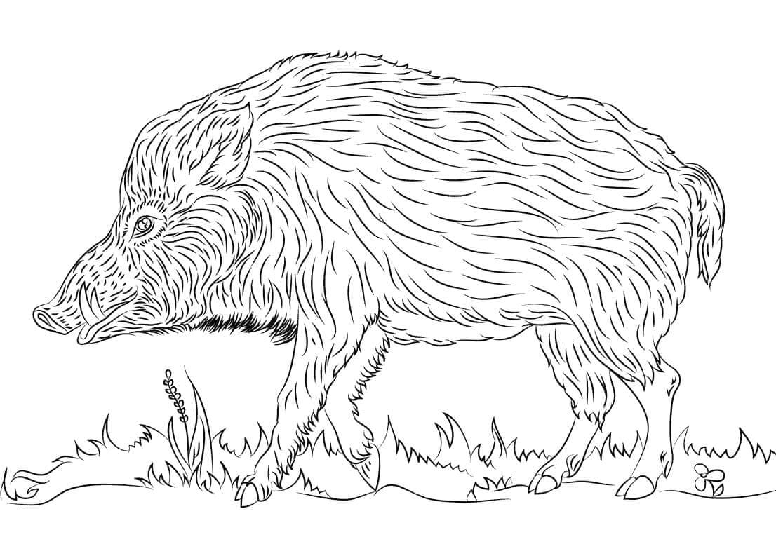 Dibujos de Jabalí para colorear e imprimir– ColoringOnly.Com