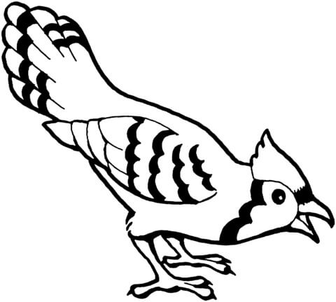 Jay Bird Básico para colorear, imprimir e dibujar –ColoringOnly.Com