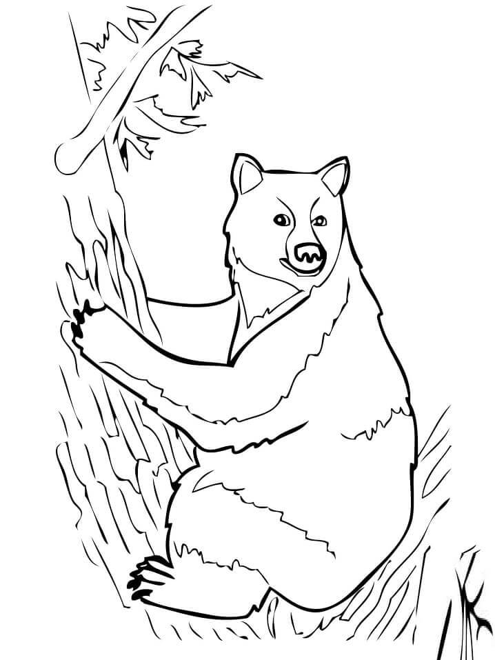 Oso de Anteojos Simple para colorear, imprimir e dibujar –ColoringOnly.Com