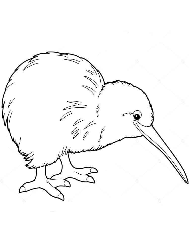 Pájaro Kiwi Simple para colorear, imprimir e dibujar –ColoringOnly.Com
