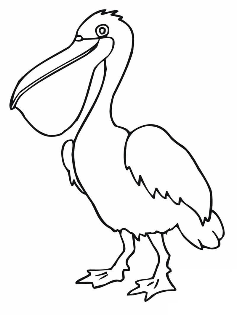 Dibujos de Pelícano para colorear e imprimir– ColoringOnly.Com