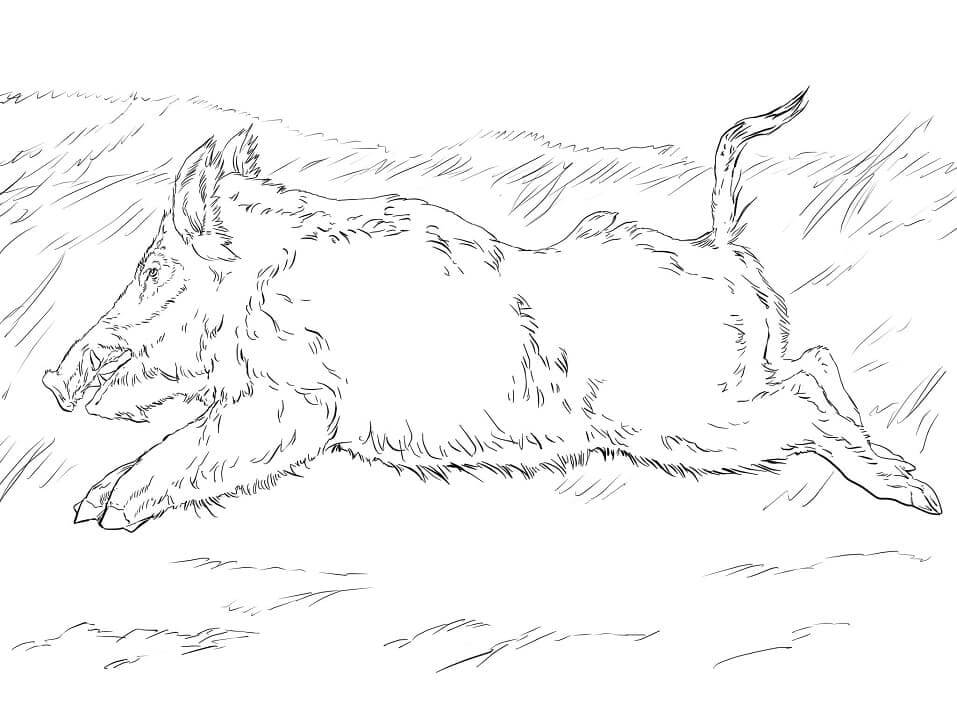 Dibujos de Jabalí para colorear e imprimir– ColoringOnly.Com