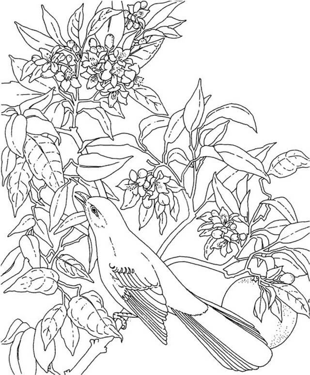Ruiseñor con Hoja y Flor para colorear, imprimir e dibujar ...