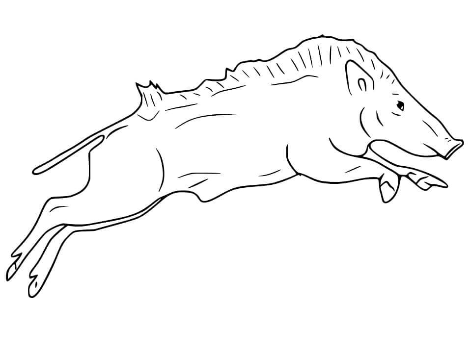 Dibujos de Jabalí para colorear e imprimir– ColoringOnly.Com