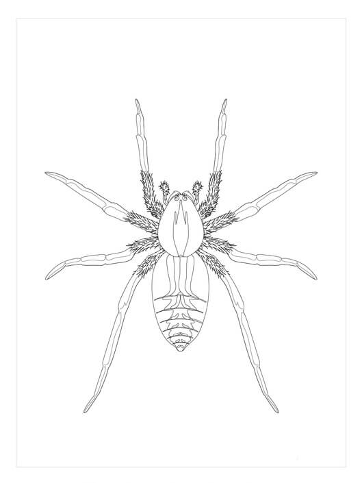 Dibujos de Araña para colorear e imprimir– ColoringOnly.Com