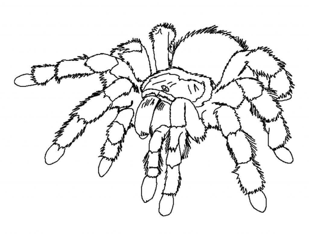 Araña Normal para colorear, imprimir e dibujar –ColoringOnly.Com