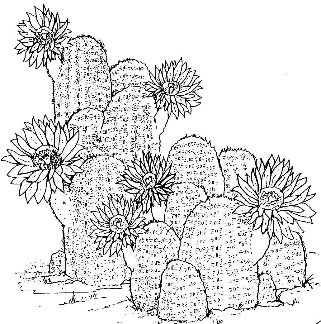 Dibujo a Mano de Cactus para colorear, imprimir e dibujar –ColoringOnly.Com