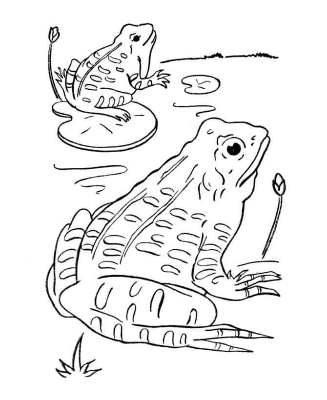 Dibujos de Rana para colorear e imprimir– ColoringOnly.Com