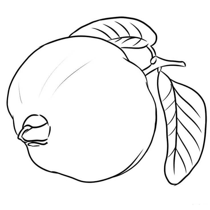 Dibujos de Guayaba para colorear e imprimir– ColoringOnly.Com