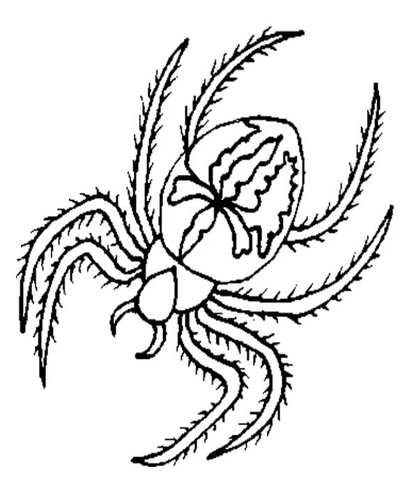 Dibujos de Araña para colorear e imprimir– ColoringOnly.Com