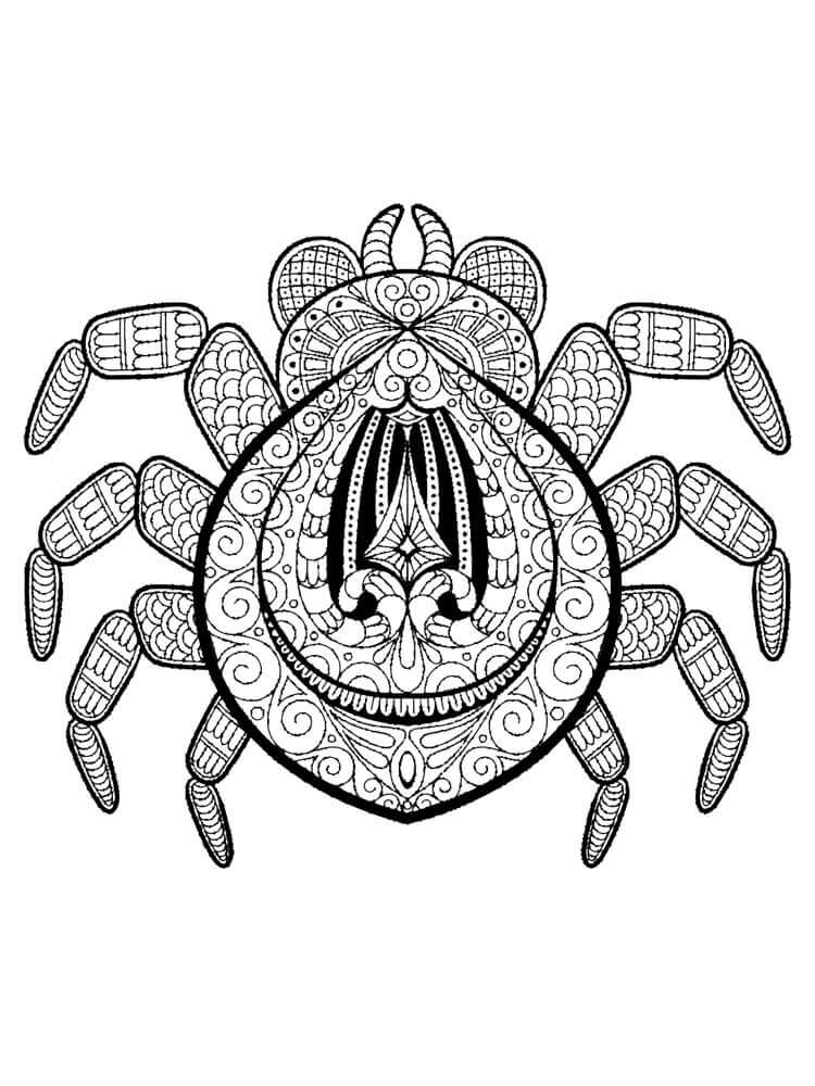 Dibujos de Araña para colorear e imprimir– ColoringOnly.Com