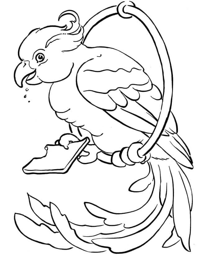 Dibujos de Loro para colorear e imprimir– ColoringOnly.Com