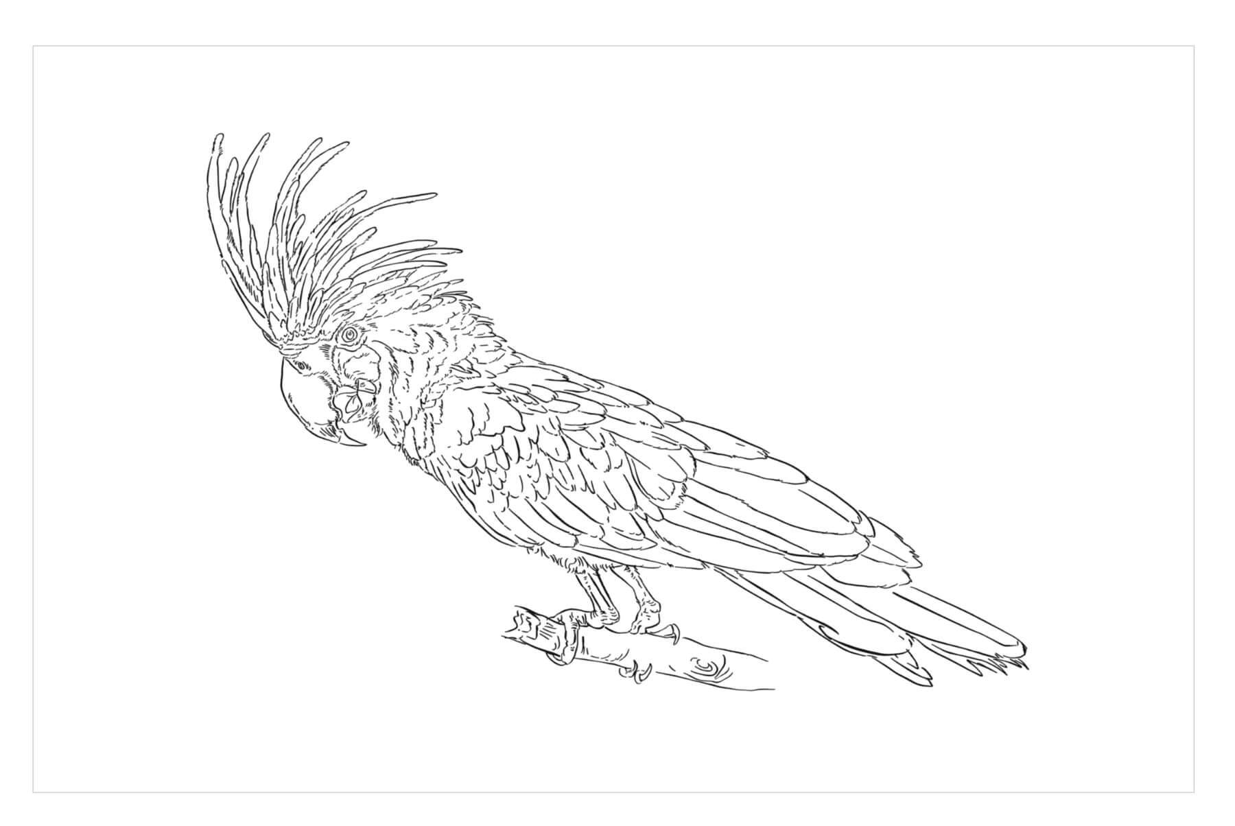 Dibujos de Loro para colorear e imprimir– ColoringOnly.Com