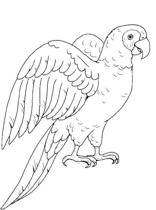 Dibujos de Loro para colorear e imprimir– ColoringOnly.Com