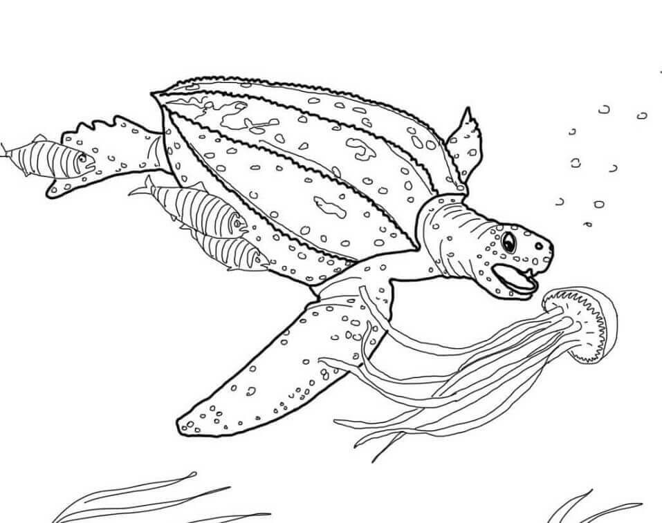 Una Tortuga Laúd para colorear, imprimir e dibujar –ColoringOnly.Com