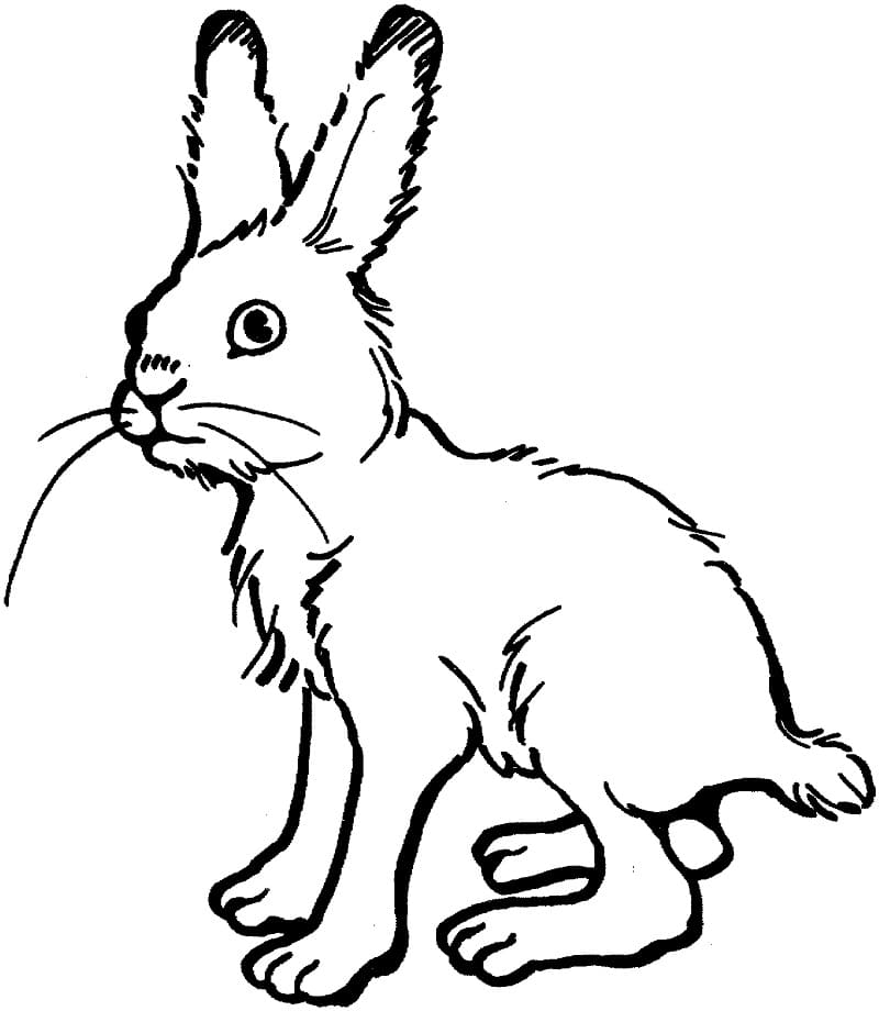 Coloriage Li vre T l charger Et Imprimer Gratuit Coloriage Li vre T l charger Et Imprimer Gratuit