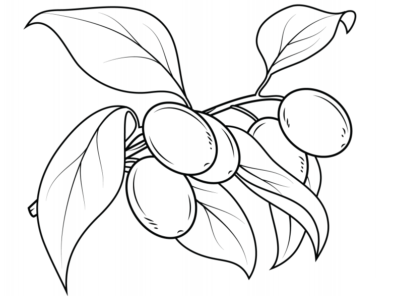 Kumquat Coloring Page