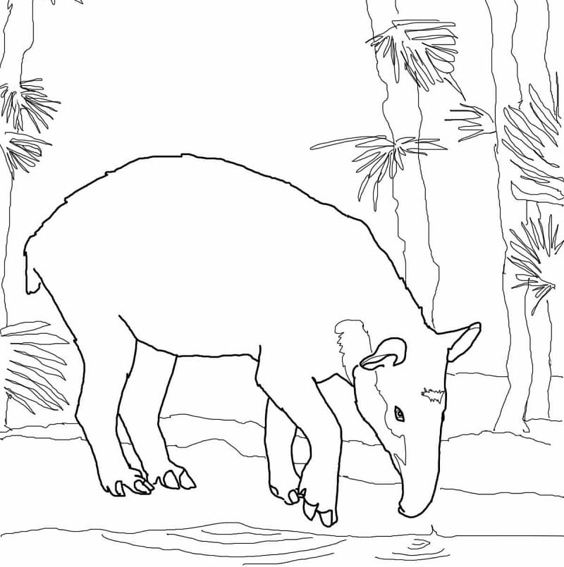 Baird’s Tapir
