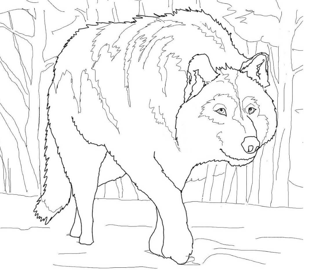 Wolf Adult Coloring Pages Printable Free Huntinriko Wolf Adult Coloring Pages Printable Free Huntinriko