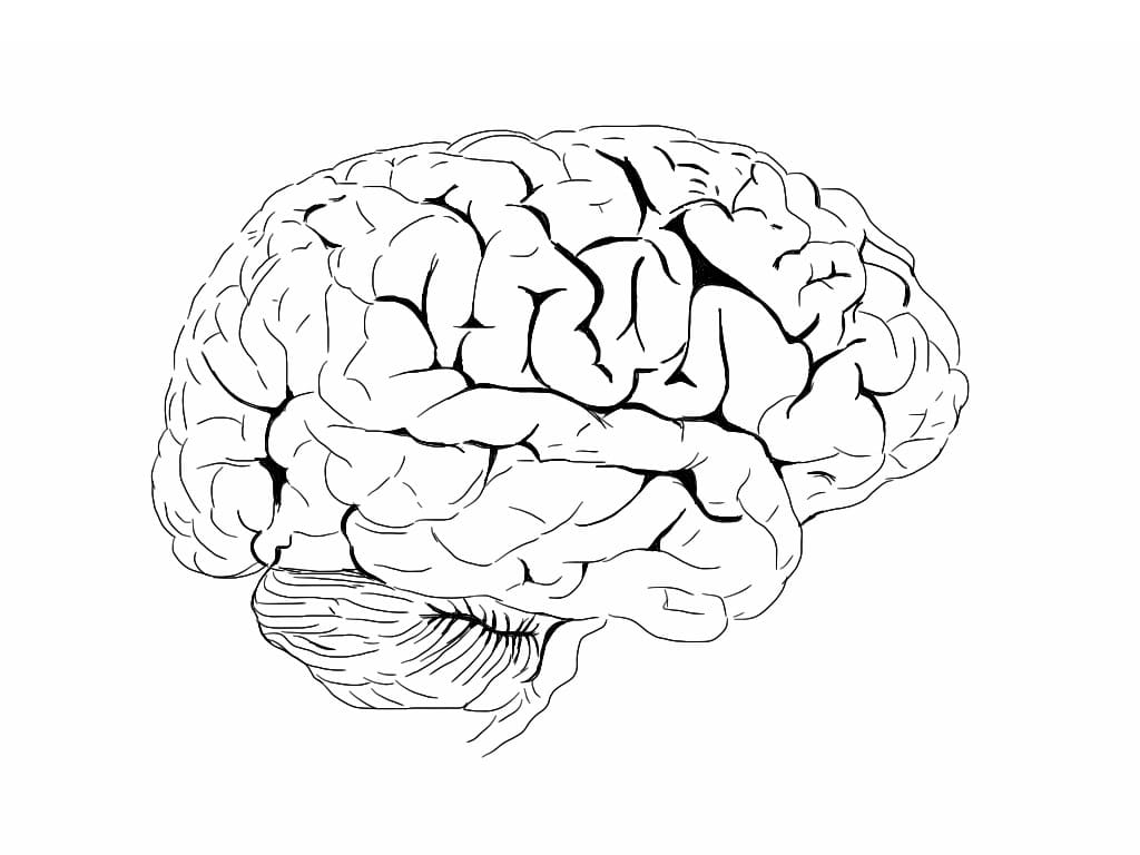 Brain Coloring Page Brain Parts Coloring Pages Free Download Kids