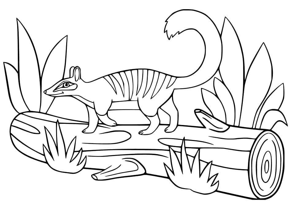 Numbat Coloring Kids Printable Choose Board Pages Bestcoloringpages Numbat Coloring Kids Printable Choose Board Pages Bestcoloringpages