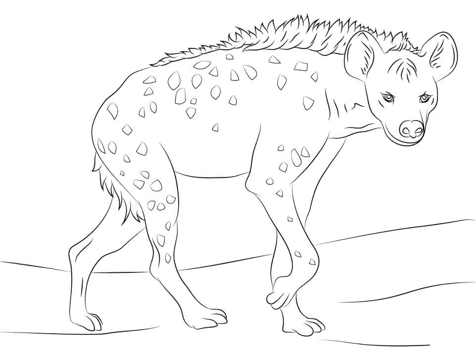 Hyena Coloring Page