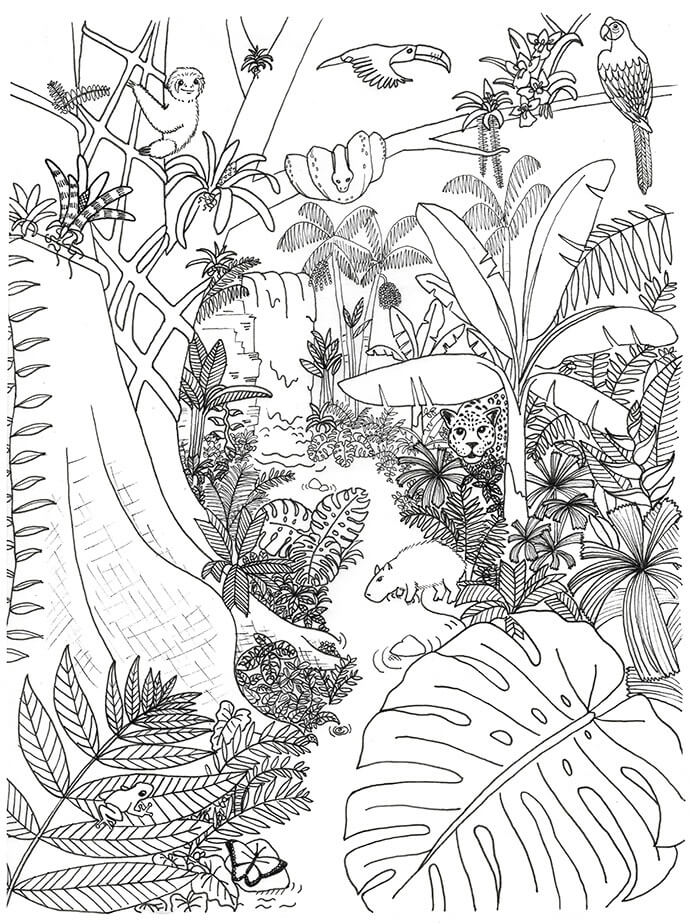 Jungle Coloring Page For Kids Jungle Coloring Page For Kids