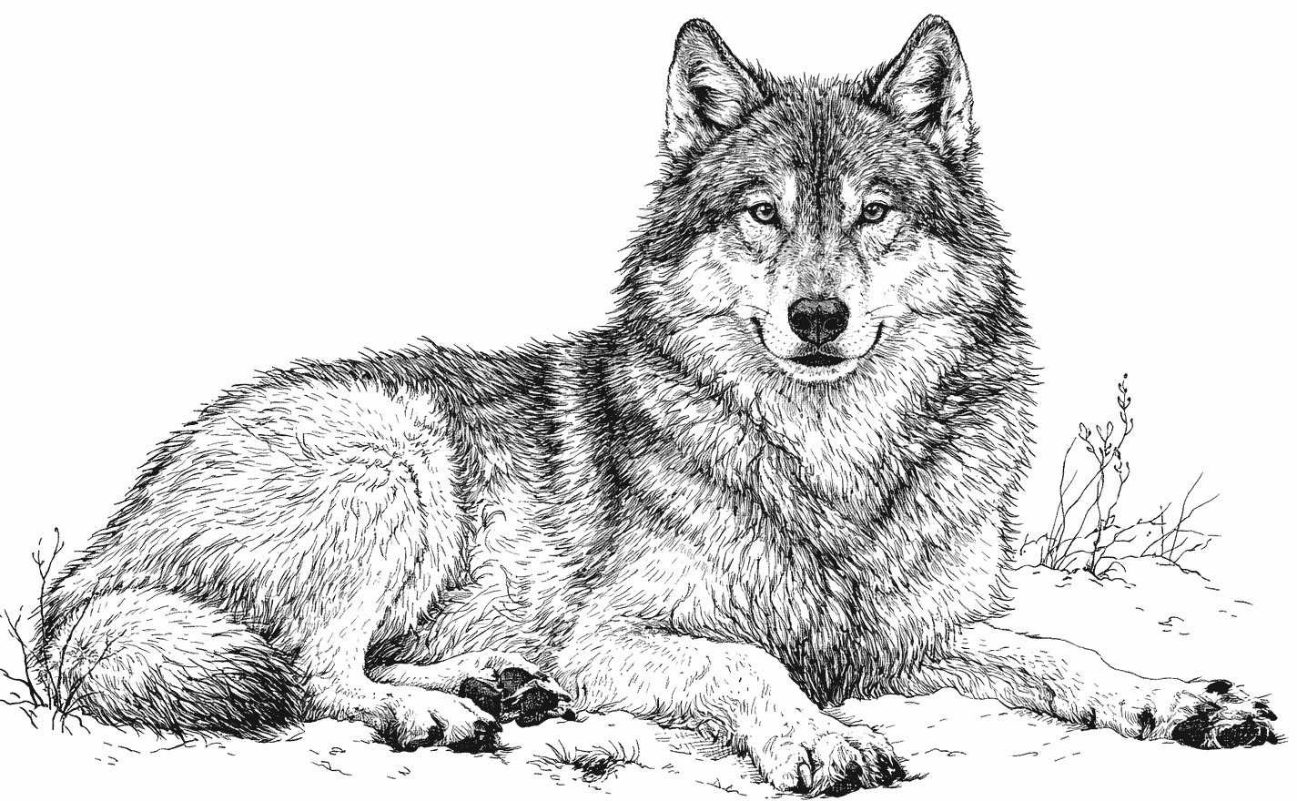 Detailed Wolf Fur Texture Coloring Page