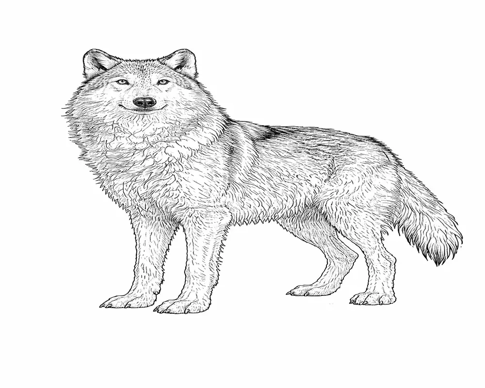 Realistic Wolf Portrait Coloring Page