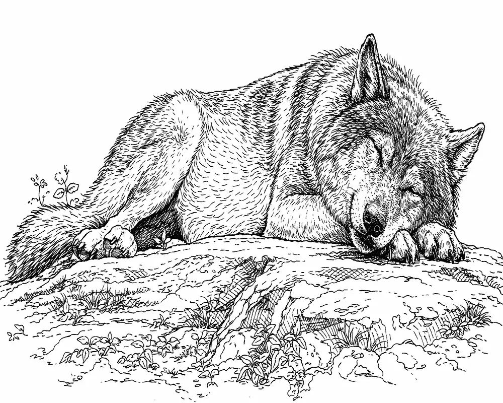 Howling Wolf With Moon Coloring Page