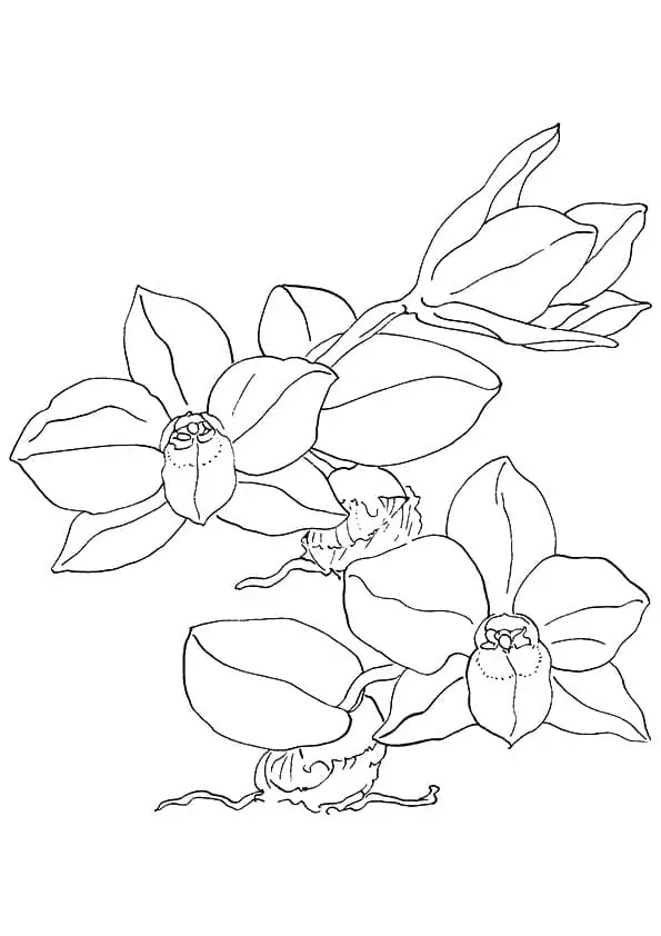 Orchid Coloring Page