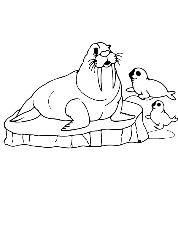 Walrus Coloring Page